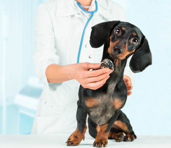 New Customer Offer – OurVet