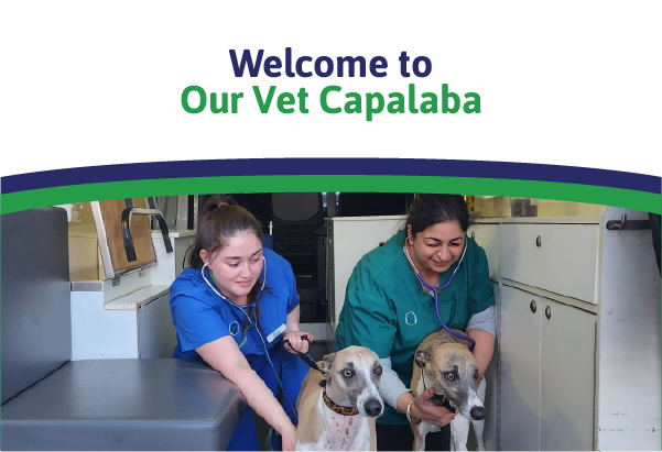 Capalaba Vet Clinic – OurVet