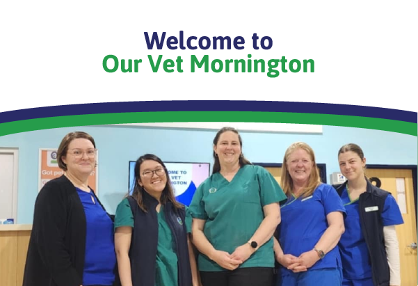 Mornington Vet Clinic – OurVet