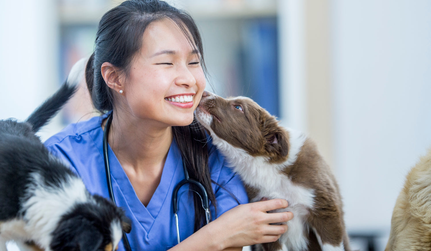 Our Vet: Preventative pet care for happy and healthy pets – OurVet